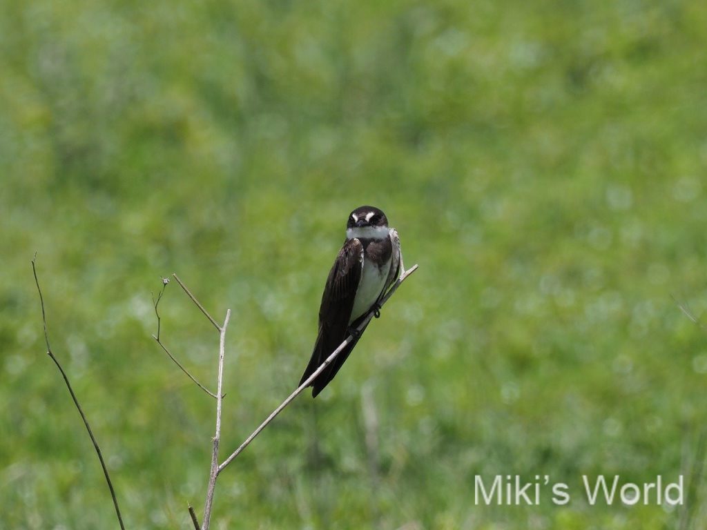 マユジロショウドウツバメ Banded Martin - みきとあそぼう