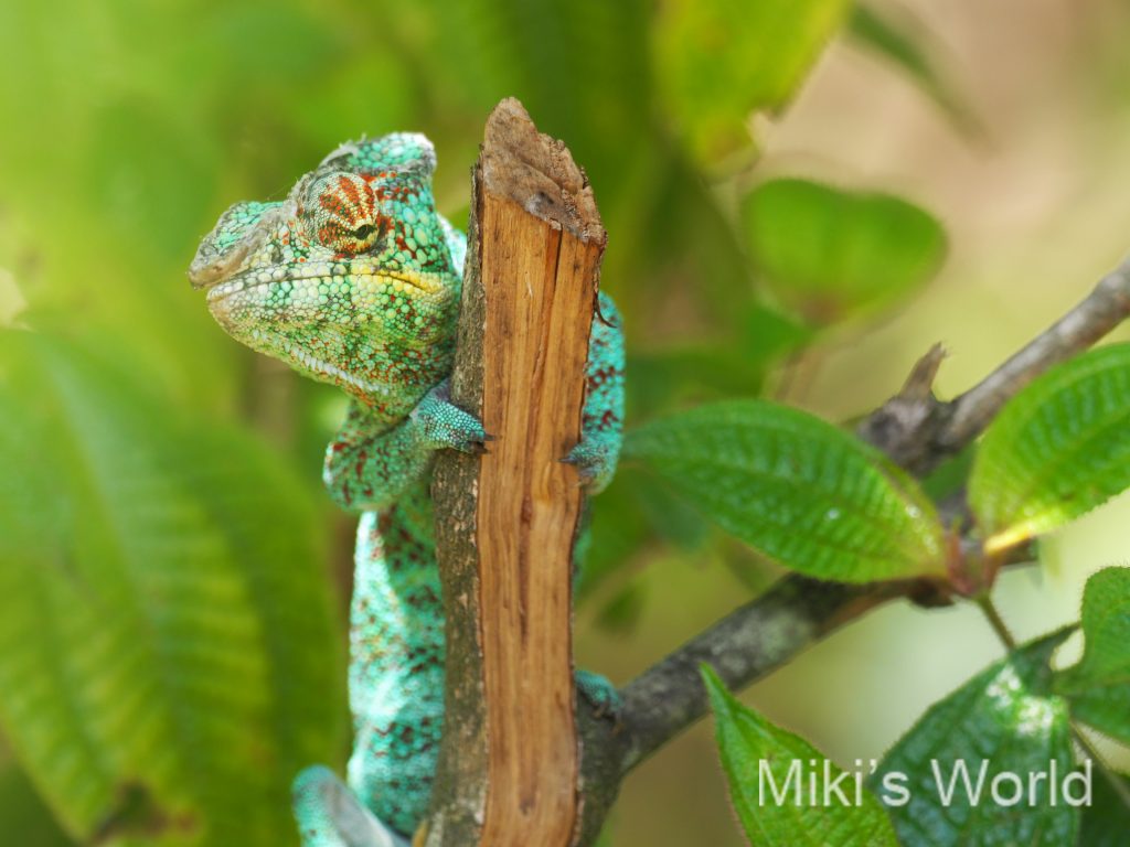 エチオピア航空 ET673 利用の際の韓国での乗り継ぎ - みきとあそぼう